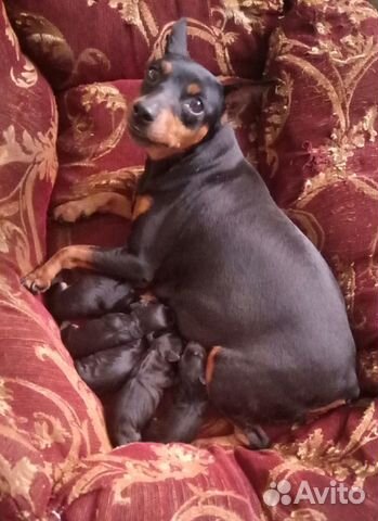 Цвергпинчеры