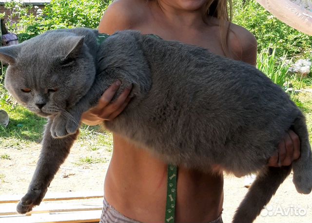Вязка британским котом