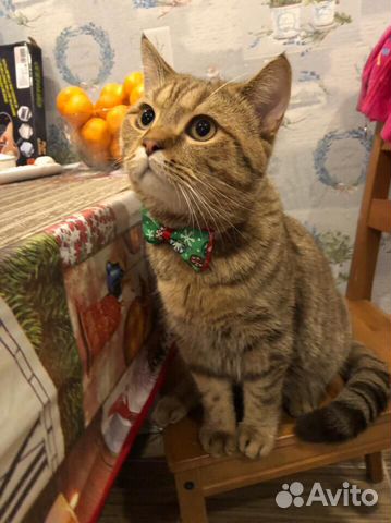 Кот в добрые руки