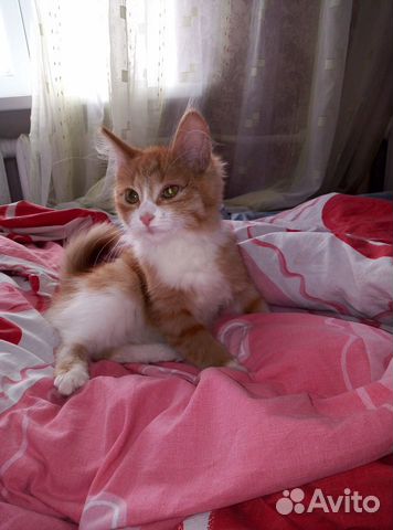 Рыжий мальчик