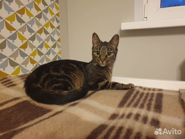 Кошка, метис бенгала,мраморная