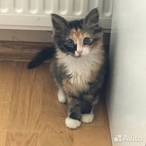 Пушистый трехцветный котёнок в дар 2 мес