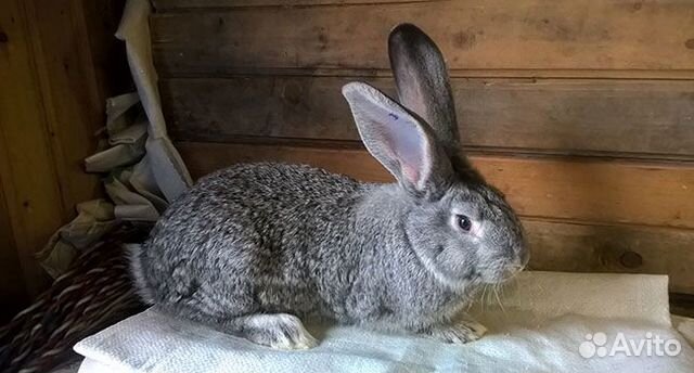 Крольчата фландера
