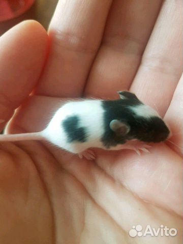 Японский мышонок с сердечком