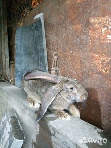 Серый великан