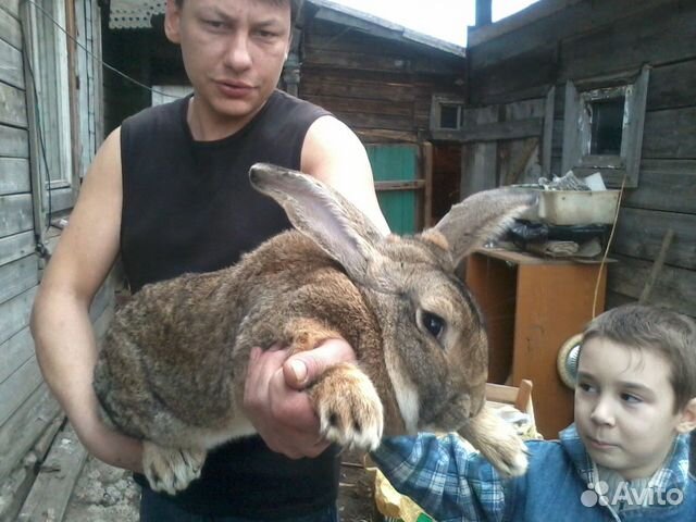 Кролики Фландеры