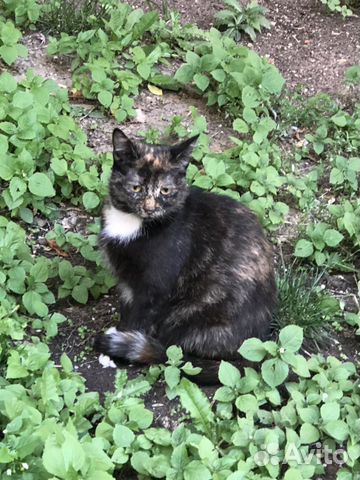 Кошка Пеструшка