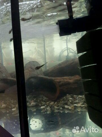 Мальки анцитрусов