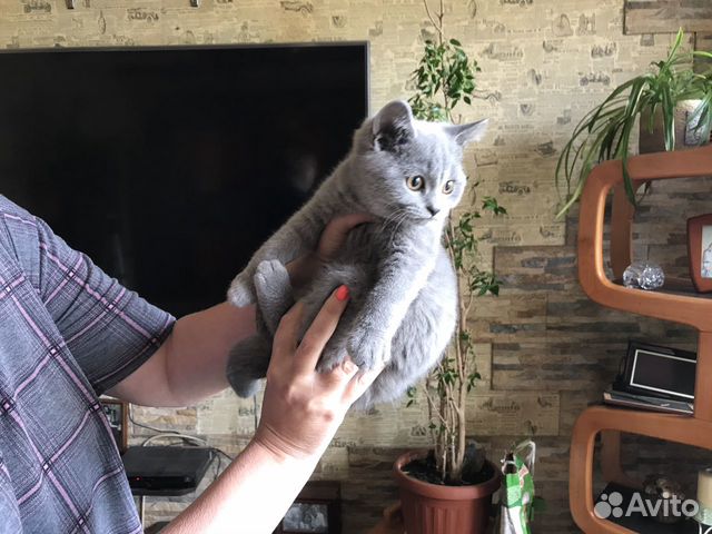 Британский катенок