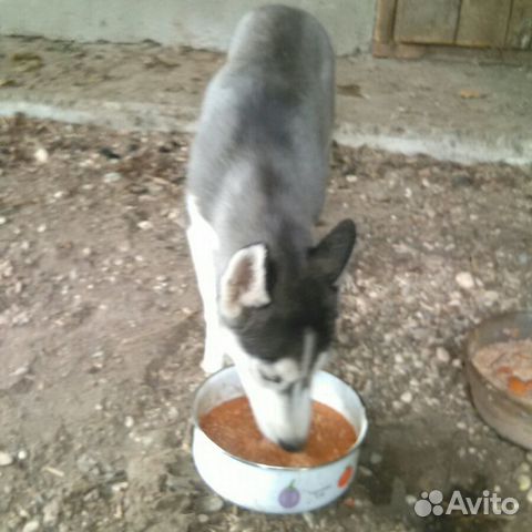 Хаска