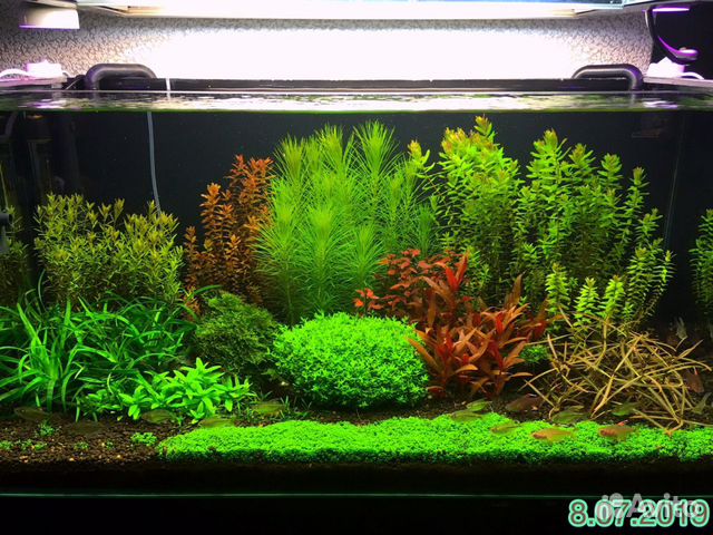 Аквариумные растения Ротала, Погостемон и другие