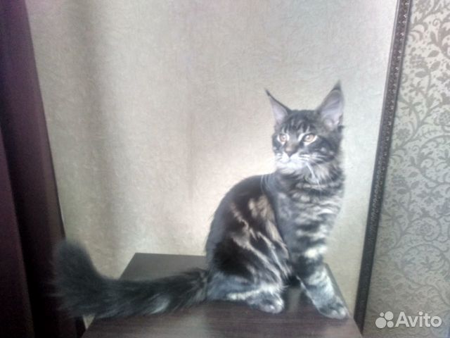 Котята от чемпионов