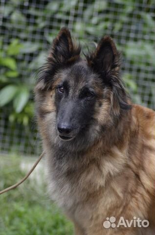 Продаю щенков бельгийской овчарки тервюрен