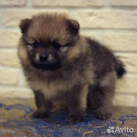 Щенок щпица