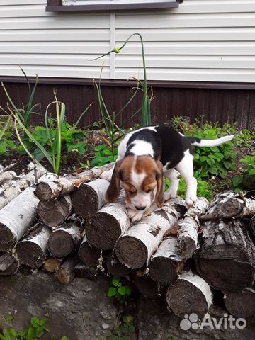 Продаю девочку-щенка породы Бигль