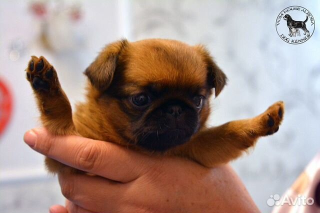 Пти-барбансон