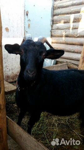 Коза пуховая