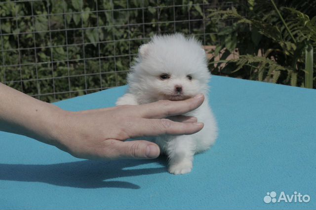 Шпиц. Мини-снежинка