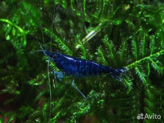 Креветки Блю дрим