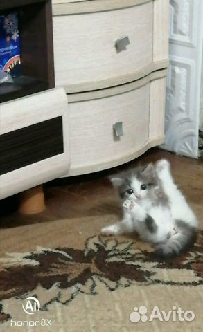 Продам котенка девочку курильского бобтела