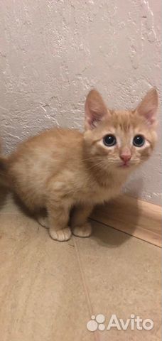 Очаровательные котята