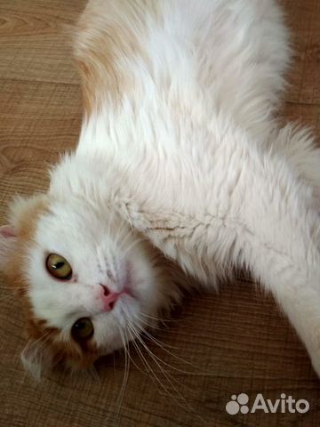 Кот Стёпа
