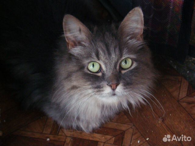 В добрые руки