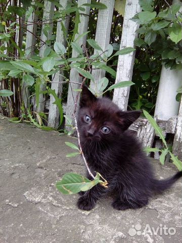 Черный кот в доме к удаче