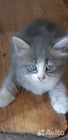 Котенок в хорошие руки