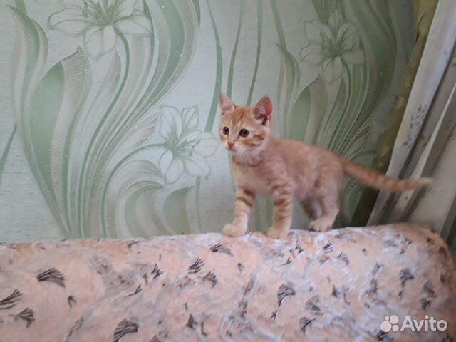 Рыжий котёнок 2,5 мес в добрые руки