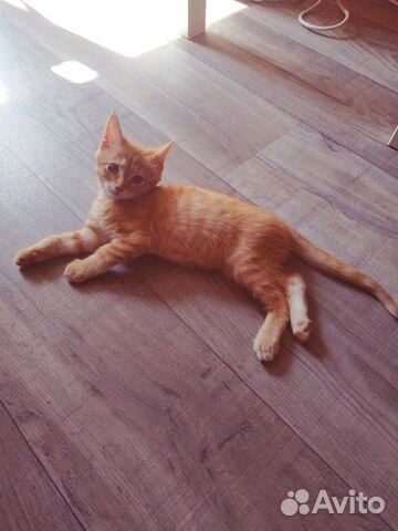 Котёнок