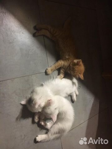 Рыжий котенок и белые котята мальчики и девочки