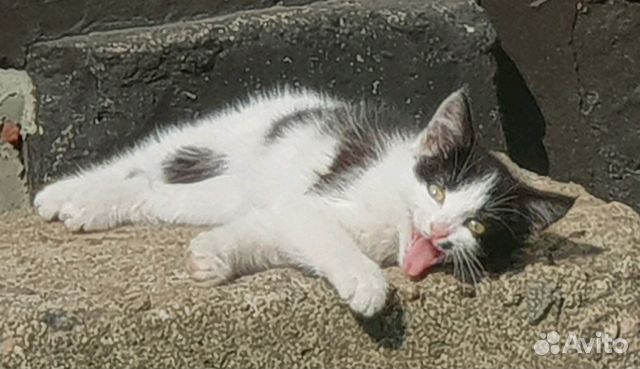 Котенок с мушкой в добрые руки