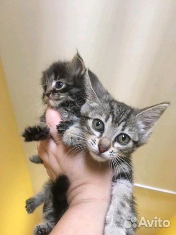 Котенок