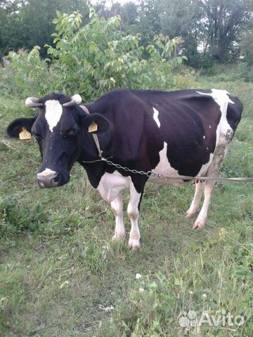 Высокоудойная корова