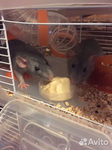 Крысы Дамбо девочки