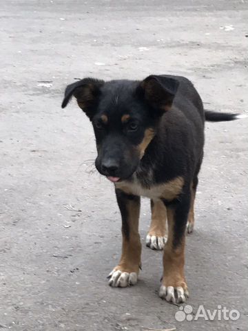 Боевой щенок на охрану