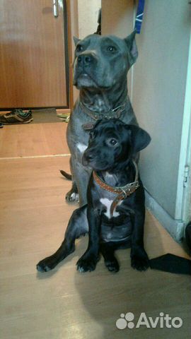 Щенки Стаффордширдского терьера