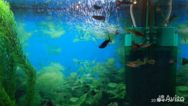 Гуппи берлинцы