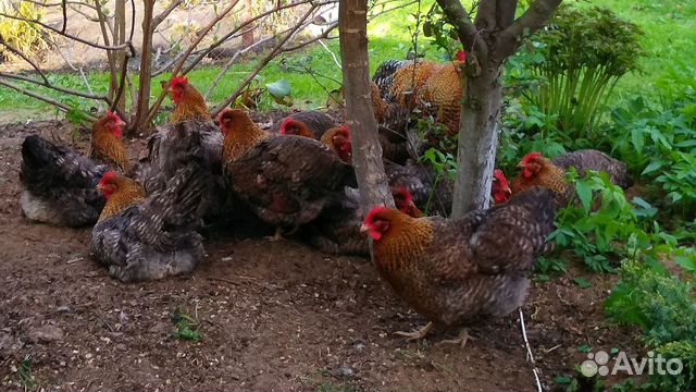 Куры Билефельдер