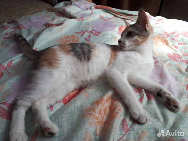 Отдам ласкового котенка