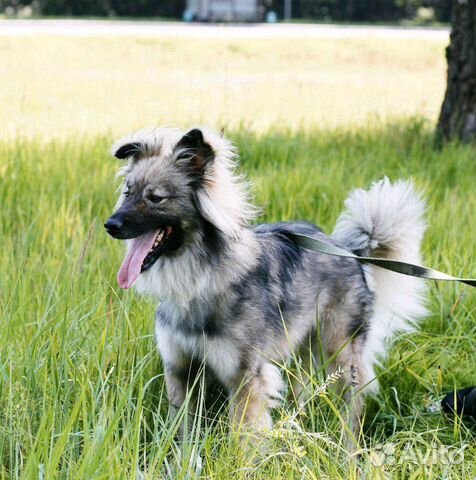 Отдам Пушка в добрые руки