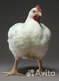 Цыплята бройлеры