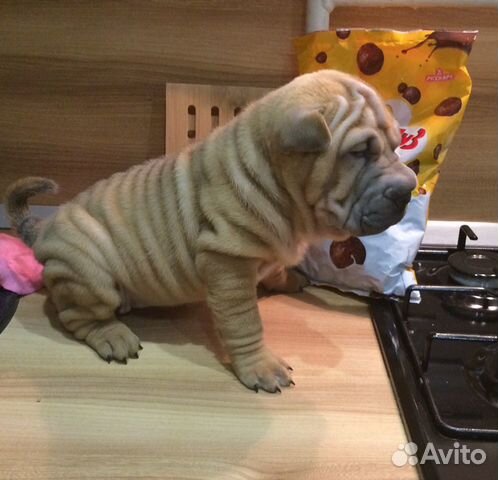 Куколка в складочку