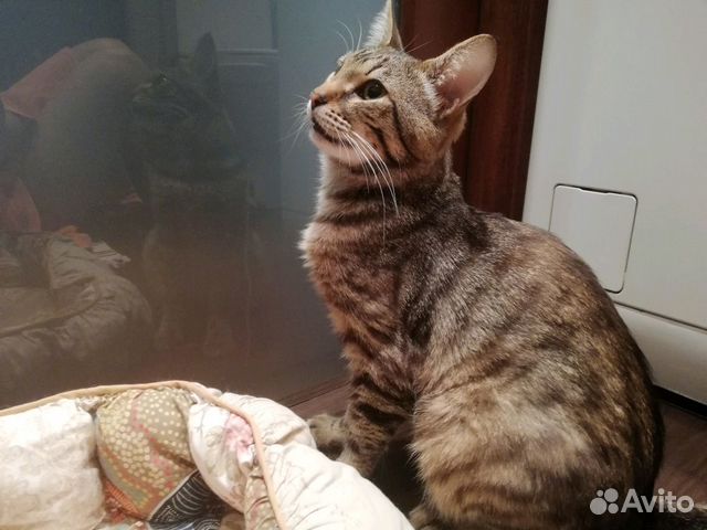 Томка - котик, которого предали