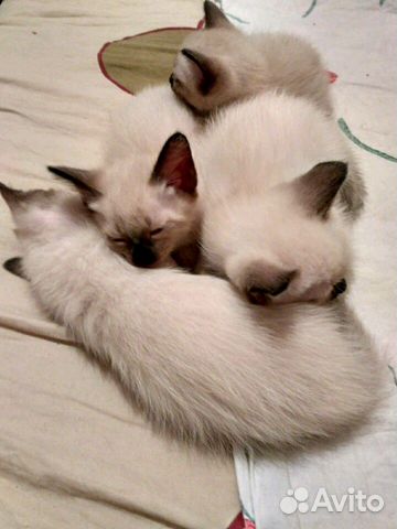 Сиамочи комочки