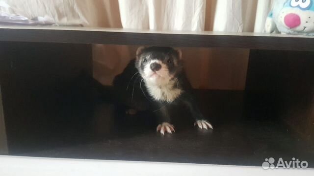 Хорек вегететарианец (мальчик кастрированный)