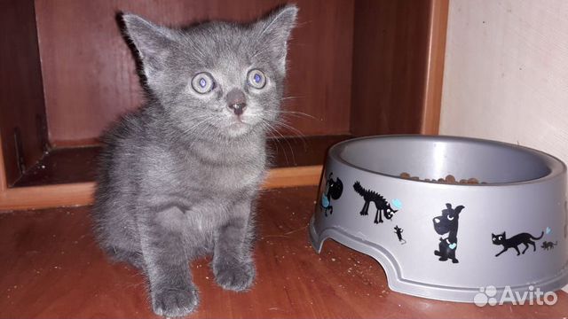 Дымчатый котик 2 мес в хорошие руки