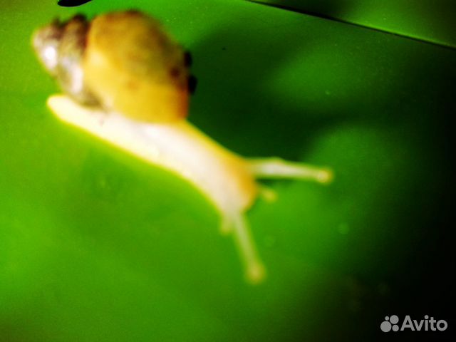 Улитки Ахатинки в добрые руки