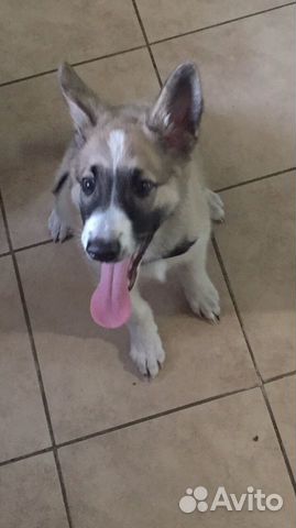 Малышка Марго,2 месяца,по возрасту привита